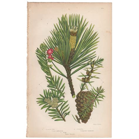 Anne Pratt Plate 209 Scotch Fir Juniper Yew Summer Weeds