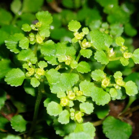 Pacific Golden Saxifrage Chrysosplenium Glechomifolium Plant Care