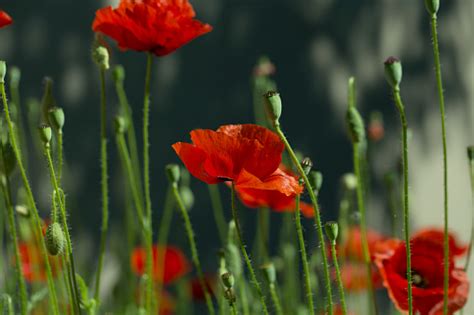 녹색 잡 초 필드에 양 하 귀 레드 비 양 귀 비 꽃입니다 양 귀 비 머리를 닫습니다 빨간 양 귀 비입니다 빨간 양 귀 비 꽃 필드입니다 장 Rhoeas Coquelicot