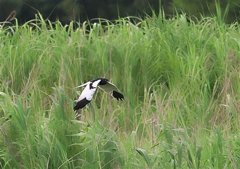 マダラチュウヒ くまさんの二人で鳥撮り