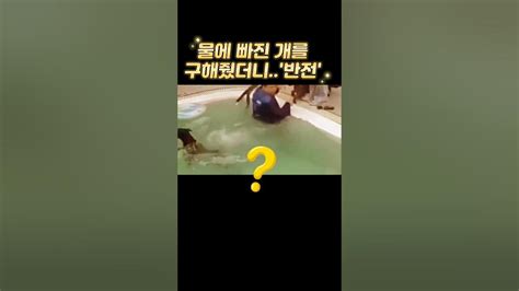 물에 빠진 강아지를 구해줬더니이럴 수가 Youtube