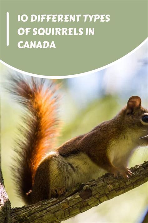 10 Different Types Of Squirrels In Canada Squirrel Species Squirrel