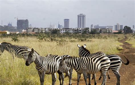 1 Day Nairobi National Park Safari Kenya Safari Kenya Tour