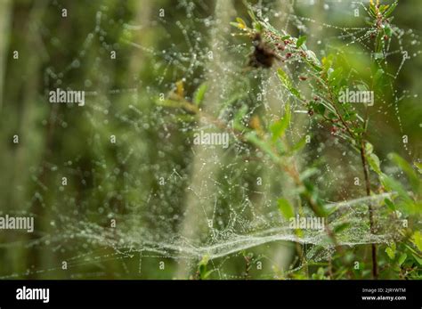 Spiders Build Webs Specifically To Trap And Catch Insects To Eat They Are Made Up Of Silk