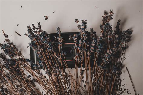 1 000 фото лаванда и картинки лаванда скачать картинки · Скачивайте совершенно бесплатно