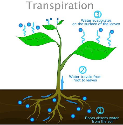 Transpiration Water Cycle