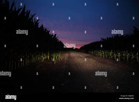 Cornfield At Night