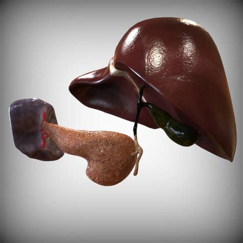 Hepatic System 3d Model By Azulutak