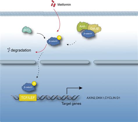 A Proposed Model Of Action Ampk Activator Decelerates Osteoarthritis