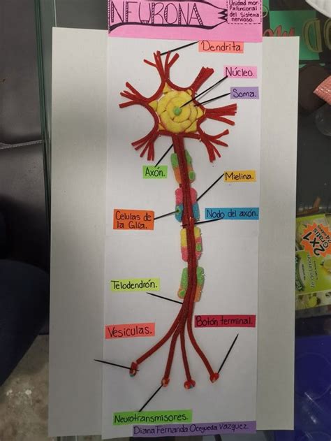 Maqueta De Neuronas Comestible Maquetas De Celulas Maqueta De