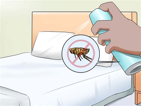 How To Check Cats For Fleas Signs Prevention Treatment