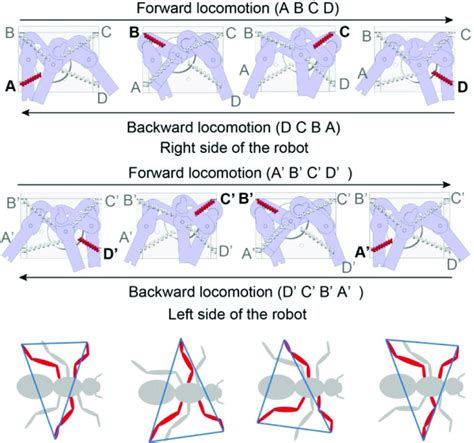 Schematic Diagram Of Locomotion Download Scientific Diagram