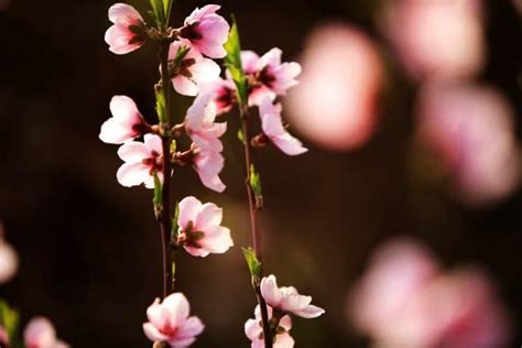正桃花是什么意思 正桃花不旺怎么办