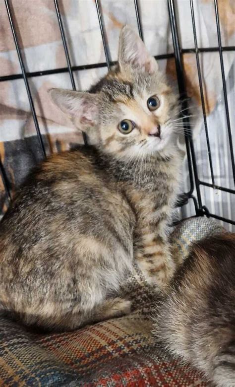 Девочка прелестный котёнок ищет семью Возраст 2 месяца Трёхцветка принесёт счастье и радость