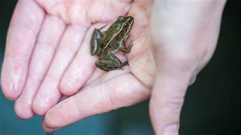 Leopard Froglet
