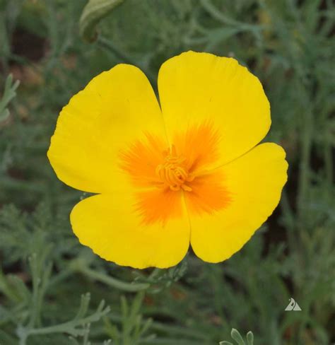 Golden Poppy Flower California Poppy Seeds Apricot Chiffon Fontana