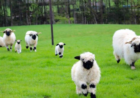 [포토뉴스] 세상에서 가장 귀여운 양