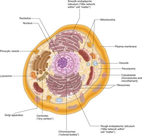 Week A P Cell Structure Power Point Flashcards Quizlet