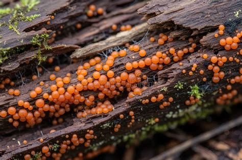 Dacrymyces Stillatus Tiny Bright Orange Slime Mold Fruiting Bodies