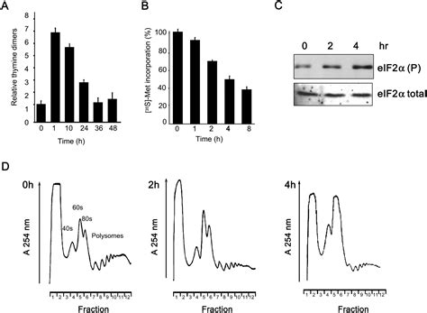 Translational Reprogramming Following Uvb Irradiation Is Mediated By