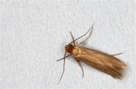 Whereabouts Do Clothes Moths Lay Their Eggs Pest Exterminators Surrey