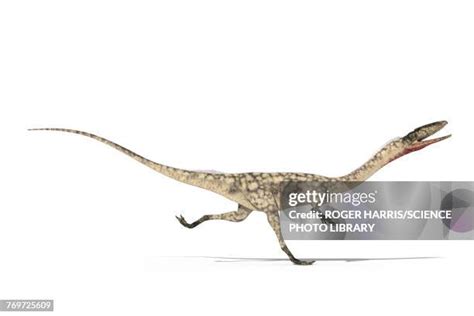 Coelophysis Dinosaur Photos And Premium High Res Pictures Getty Images