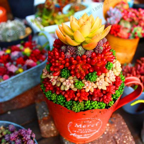 Lithops Succulent Flower Seeds Free Shipping Up To 70 Off