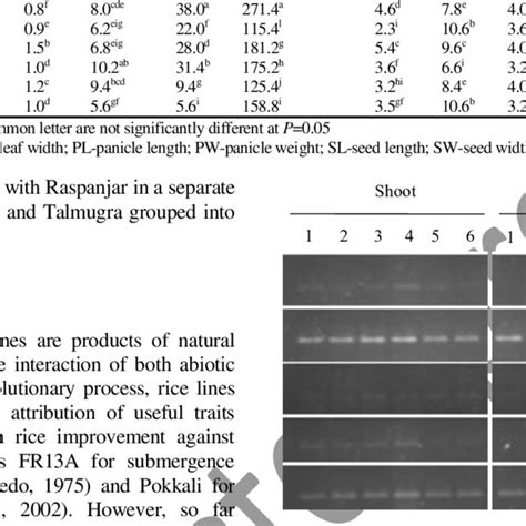Gene Expression Analysis Through Reverse Transcriptase Rt Pcr Under