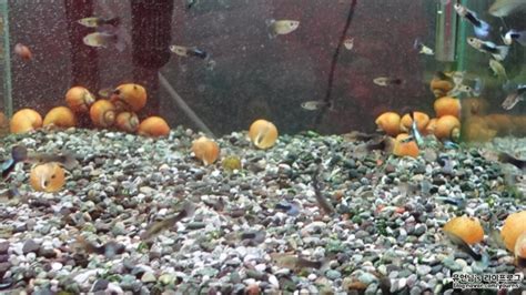 관상용 물달팽이 키우기 애플스네일 크기 수명 번식 방법 어항 달팽이 키우는 법 네이버 블로그