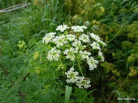 Poison Hemlock Minnesota Department Of Agriculture