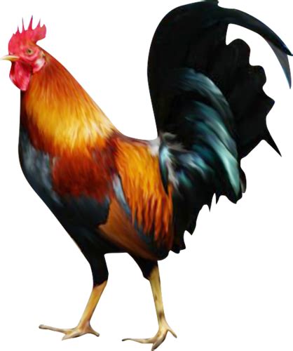 Coq