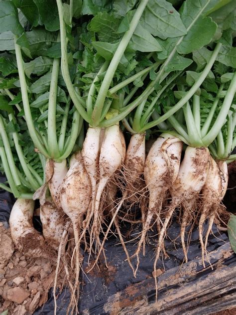 무청무 무가달린무청 무청김치 오늘 10 15 무청밭이예요 김치 담그기 딱 좋은 시기입니다 시레기전용 무청이라서 청이