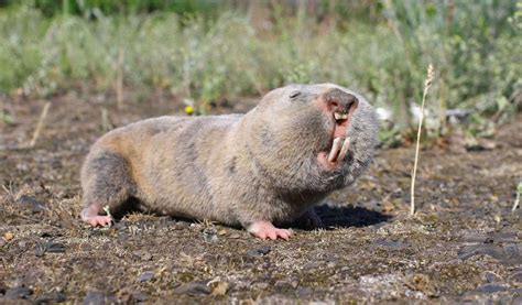 Гофер - фото и картинки: 65 штук