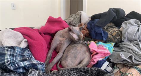 Laundry Princess 👑 R Sphynx