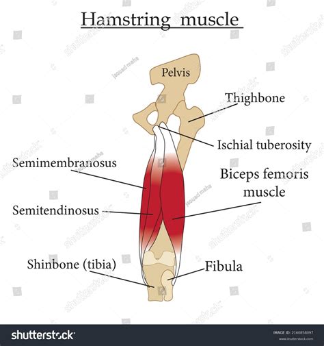 Hamstring Tendon