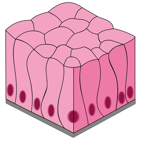 Stratified Squamous Epithelium Diagram Anatomy And Histology Guide
