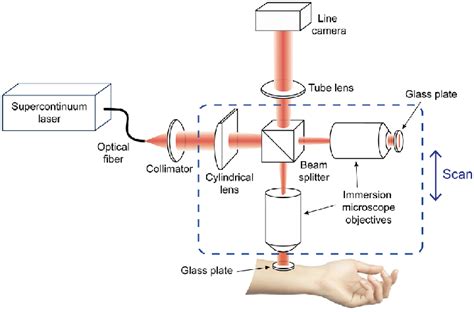 Schematic Of Lc Oct Combining The Principles Of Oct And Line Scanning