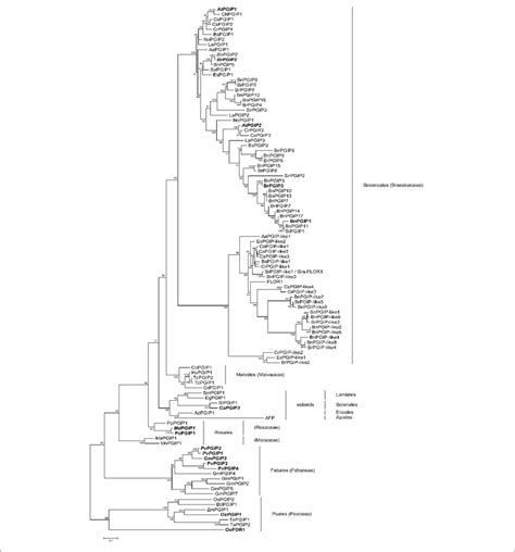 Phylogenetic Relationships Of Various Pgips And Pgip Like Proteins A