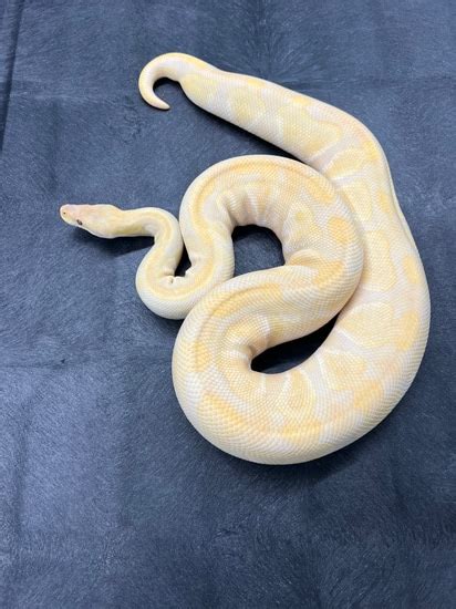 Enchi Lavender Ball Python By Mershons Morphs Llc