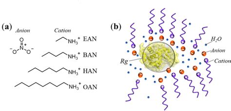 Figure 1 From Protic Ionic Liquid Cation Alkyl Chain Length Effect On Lysozyme Structure