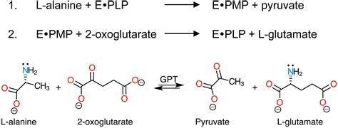 Alanine To Pyruvate