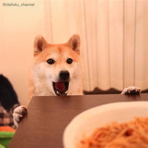 千万不要把你家柴犬弄丢，因为它们根本无法在野外生存！