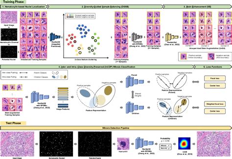 rethinking mitosis detection towards diverse data and feature