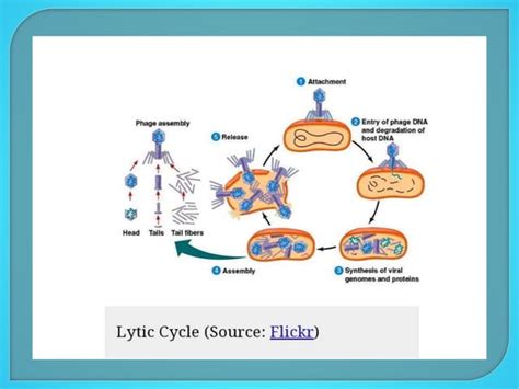 Generalized And Specialized Transduction Pptx