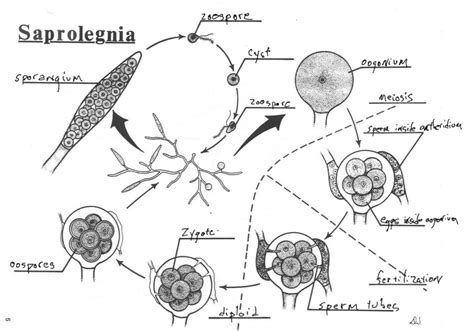 Chapter Reproduction And Sex Inanimate Life