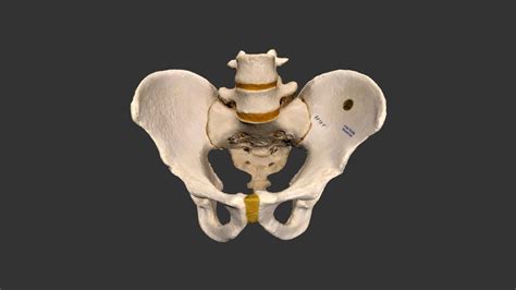 Sexing A D Model Collection By Srennie Sketchfab