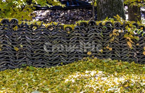 가을 단풍 기와 전통기와 은행잎 사진 이미지 일러스트 캘리그라피 봉구58작가