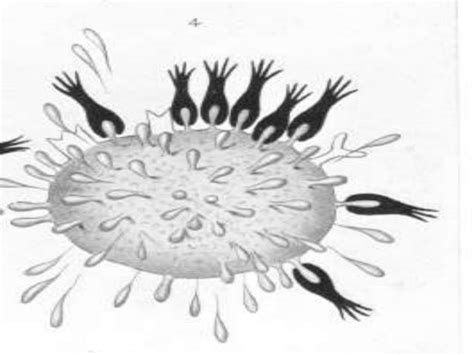 Clonal Selection Theory Pptx Infectious Diseases Diseases And Conditions