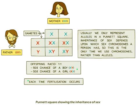 The Inheritance Of Sex Biology For Gcseigcse Year 11 Pdf Download
