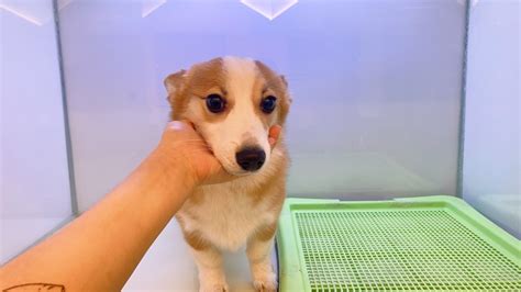 수원 2021 0035 웰시코기 호두 책임분양 대구고양이분양 원주강아지분양 프렌치불독무료분양 아비시니안고양이입양 유기묘입양 고양이털빠짐 작은강아지 강아지책임분양